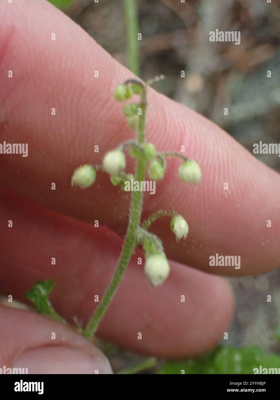 Oneleaf Foamflower (Tiarella trifoliata unifoliata Stock Photo - Alamy