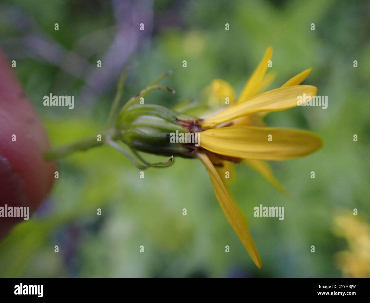 Arrowleaf Senecio (Senecio triangularis Stock Photo - Alamy