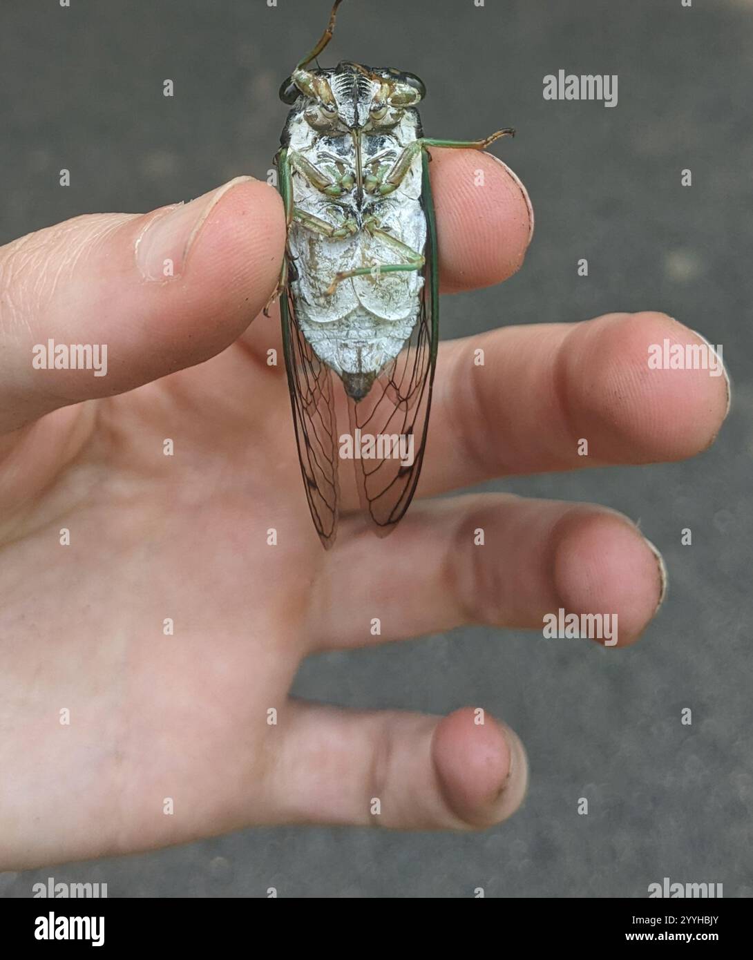 Swamp Cicada (Neotibicen tibicen Stock Photo - Alamy