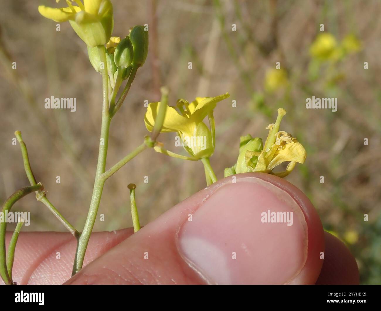 Perennial Wall-rocket (Diplotaxis tenuifolia Stock Photo - Alamy