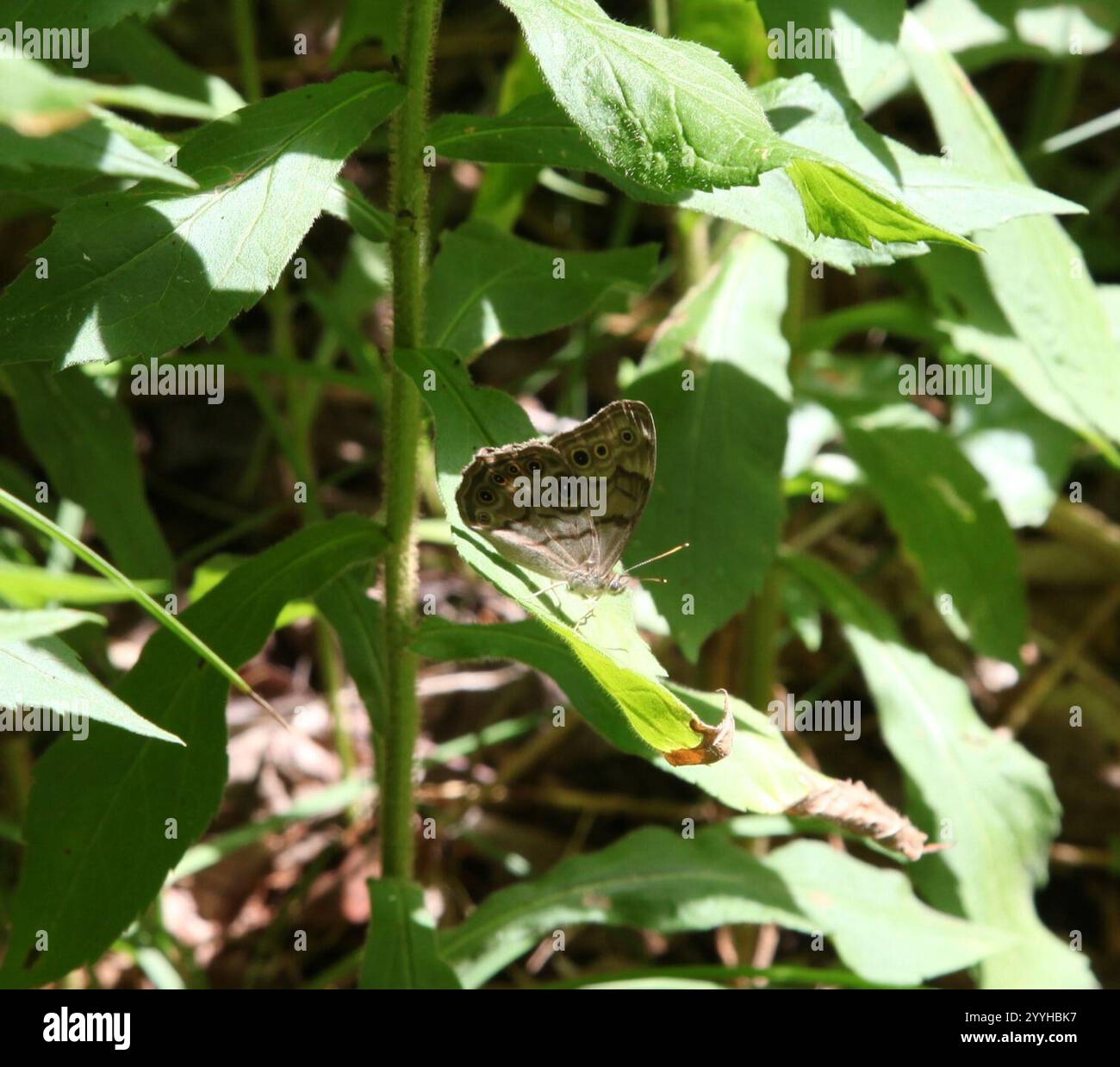 Northern Pearly-eye (Lethe anthedon Stock Photo - Alamy