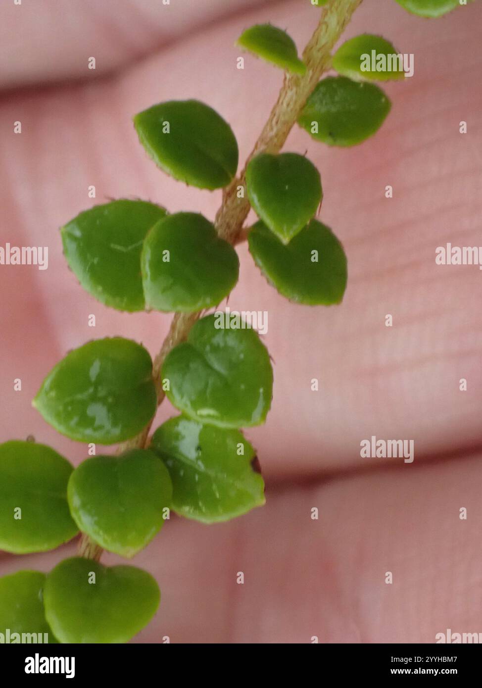creeping snowberry (Gaultheria hispidula Stock Photo - Alamy