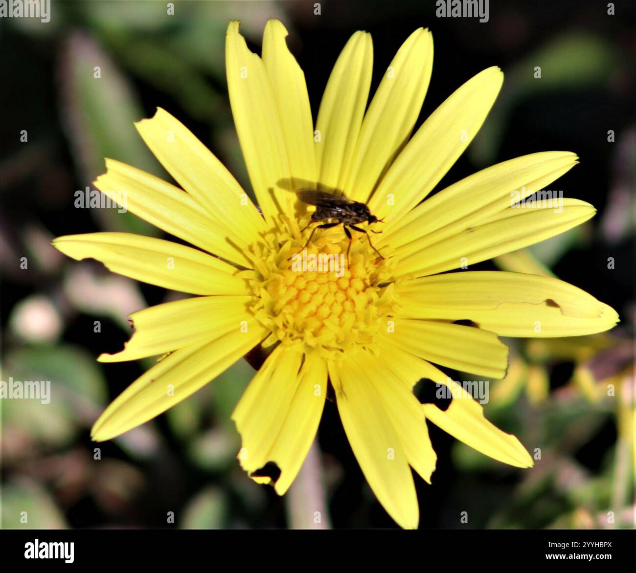 Dance Flies, Long-legged Flies, and Allies (Empidoidea Stock Photo - Alamy