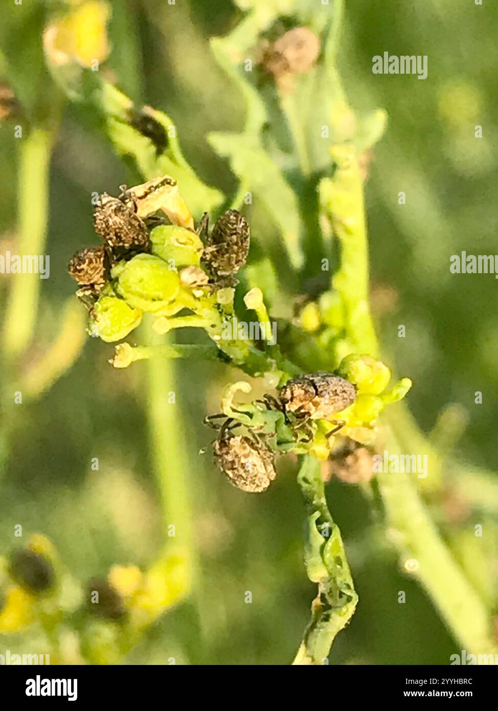 Cabbage Stem Weevil (Ceutorhynchus pallidactylus Stock Photo - Alamy