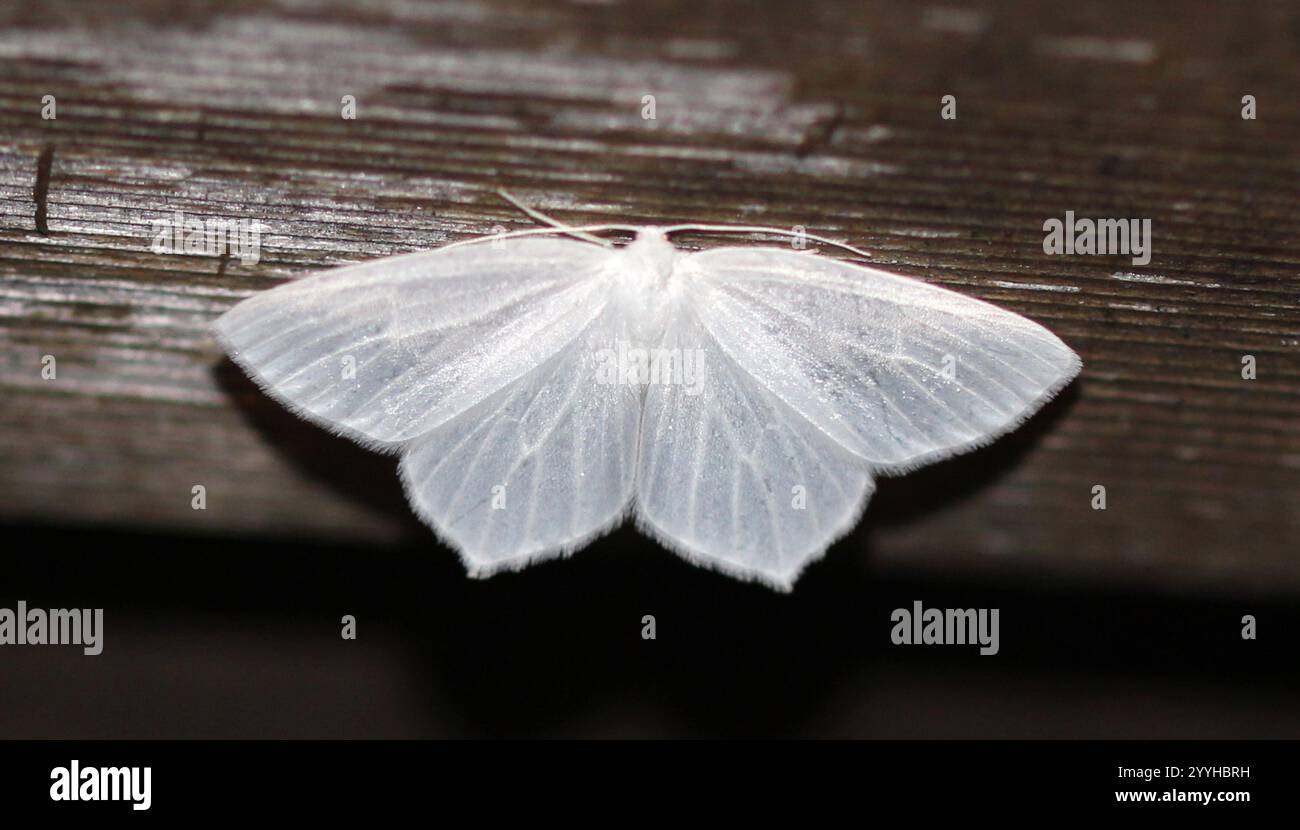 Snowy Geometer Moth (Eugonobapta nivosaria Stock Photo - Alamy
