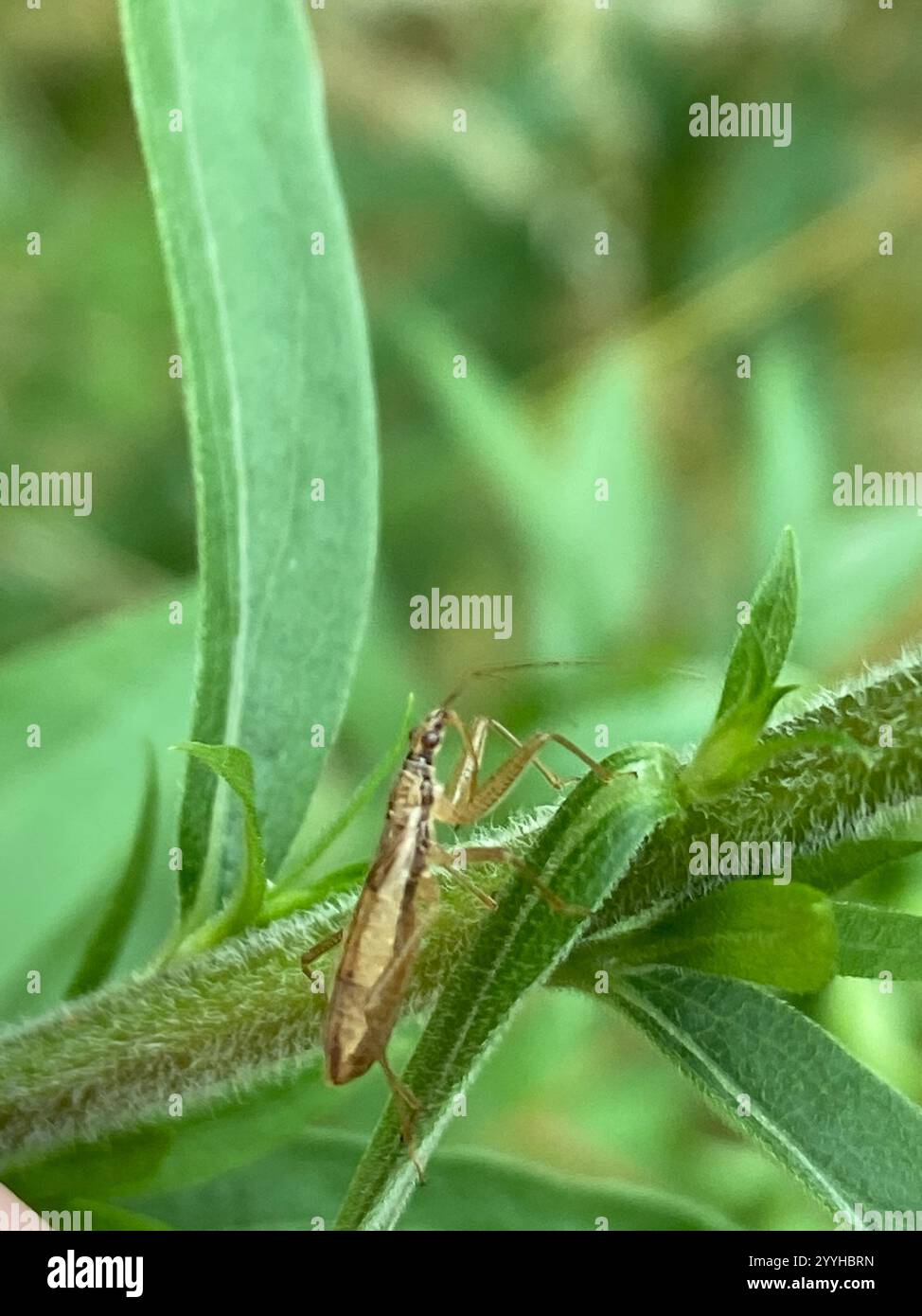Marsh Damsel Bug (Nabis limbatus Stock Photo - Alamy