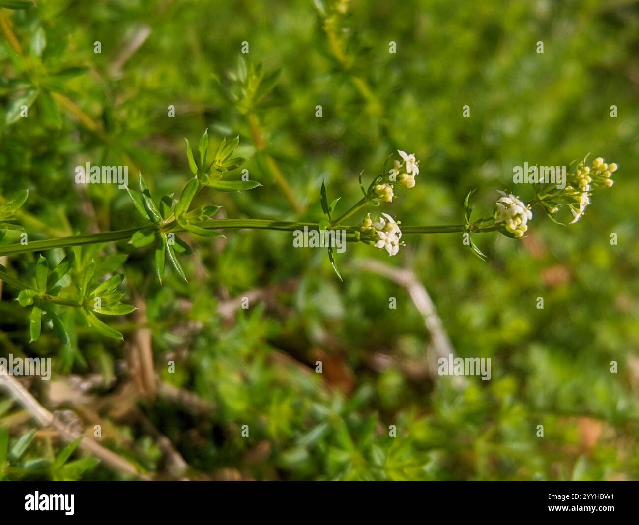 white bedstraw (Galium album Stock Photo - Alamy