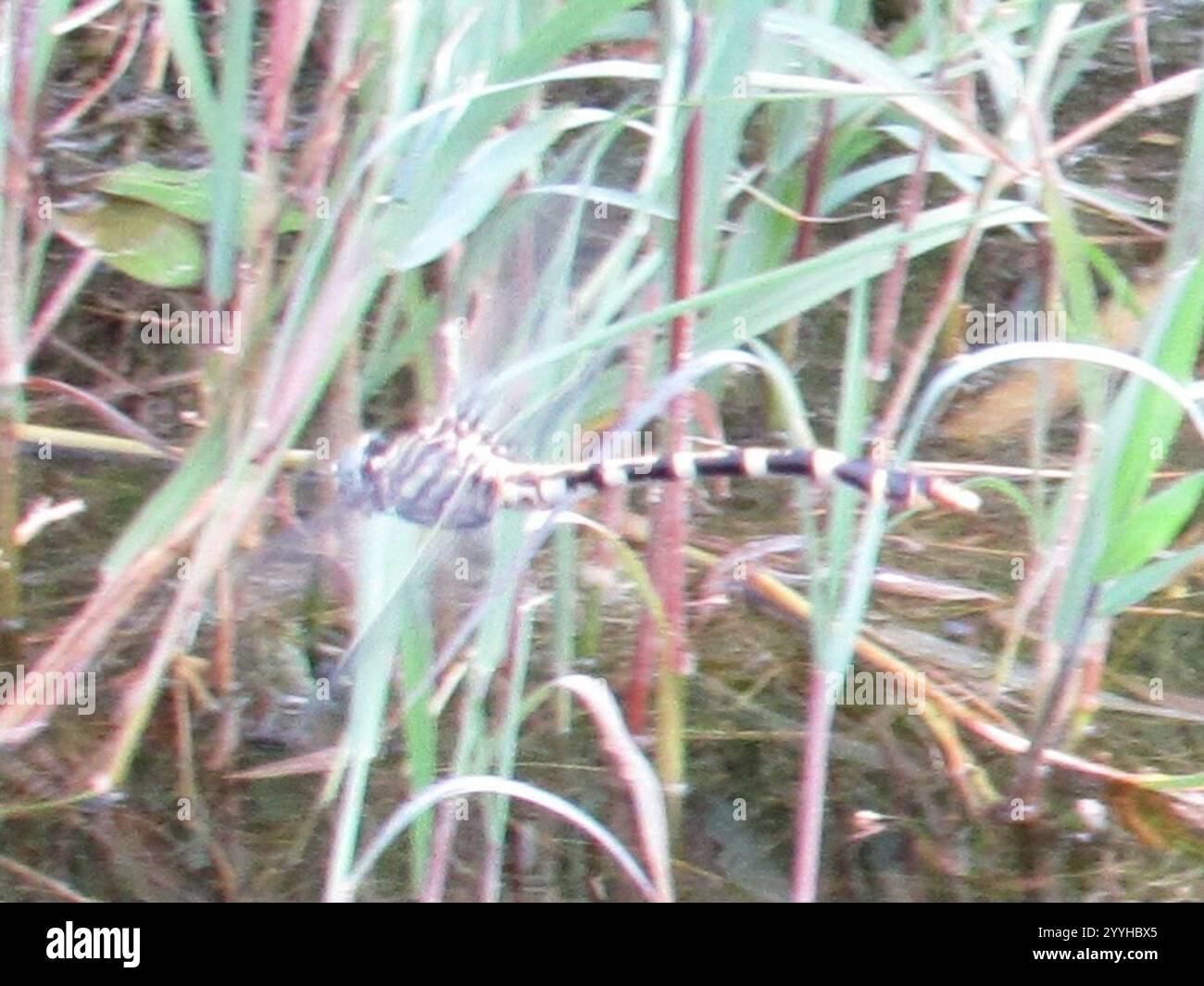 Four-striped Leaftail (Phyllogomphoides stigmatus Stock Photo - Alamy