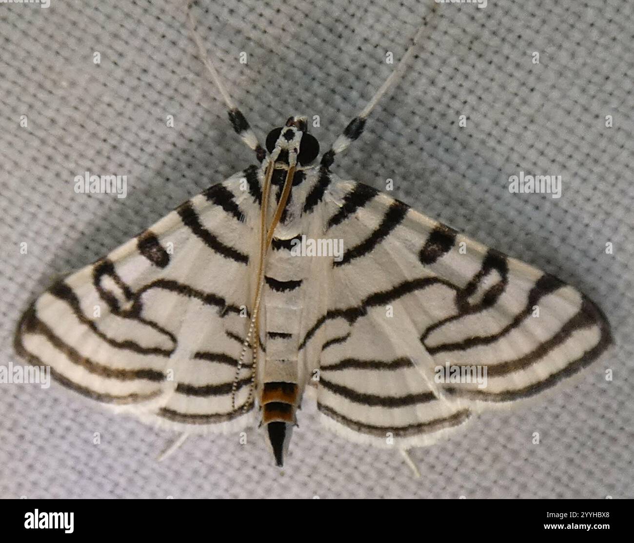 Zebra Conchylodes Moth (Conchylodes ovulalis Stock Photo - Alamy