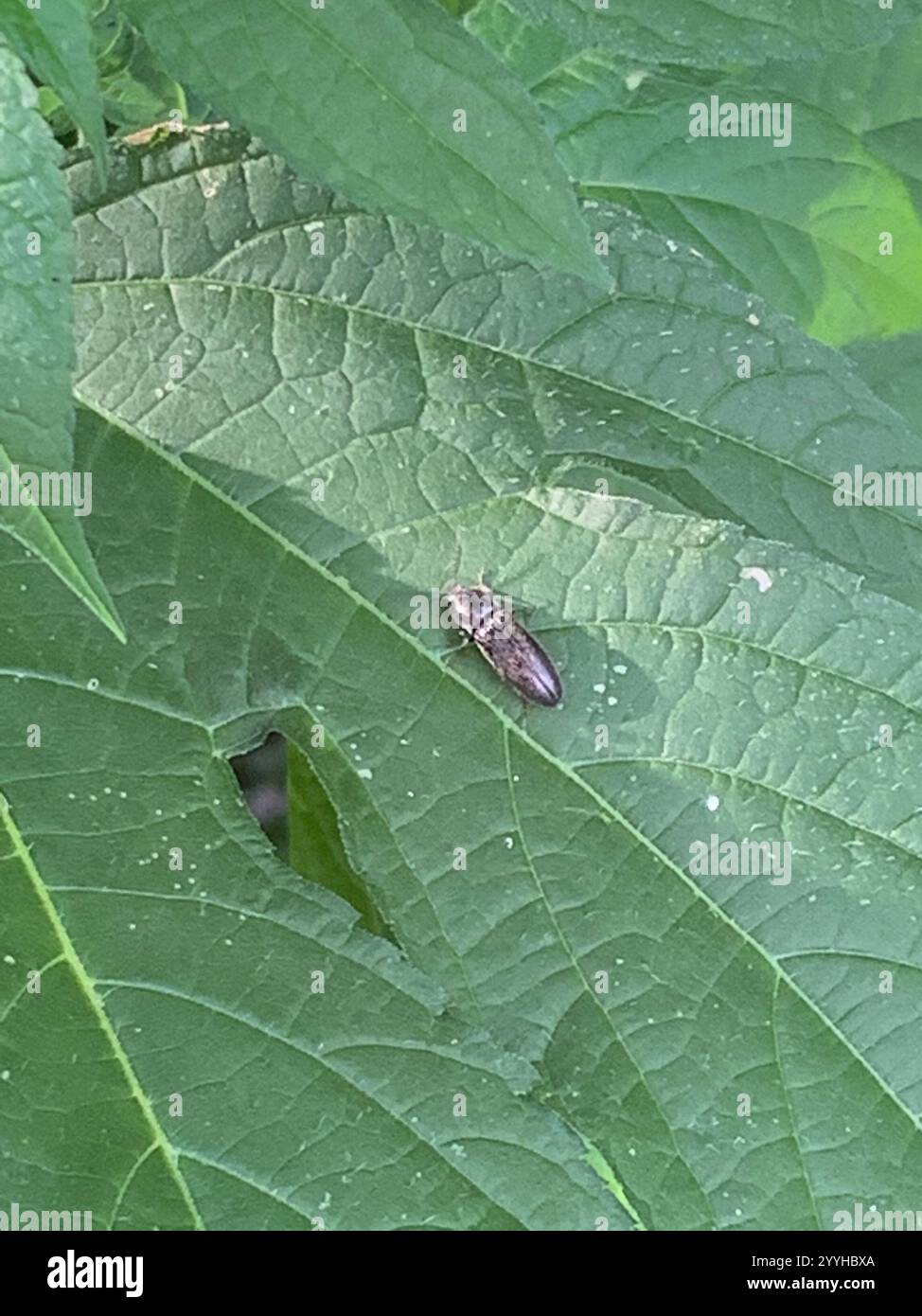 Click Beetles (Elateridae Stock Photo - Alamy