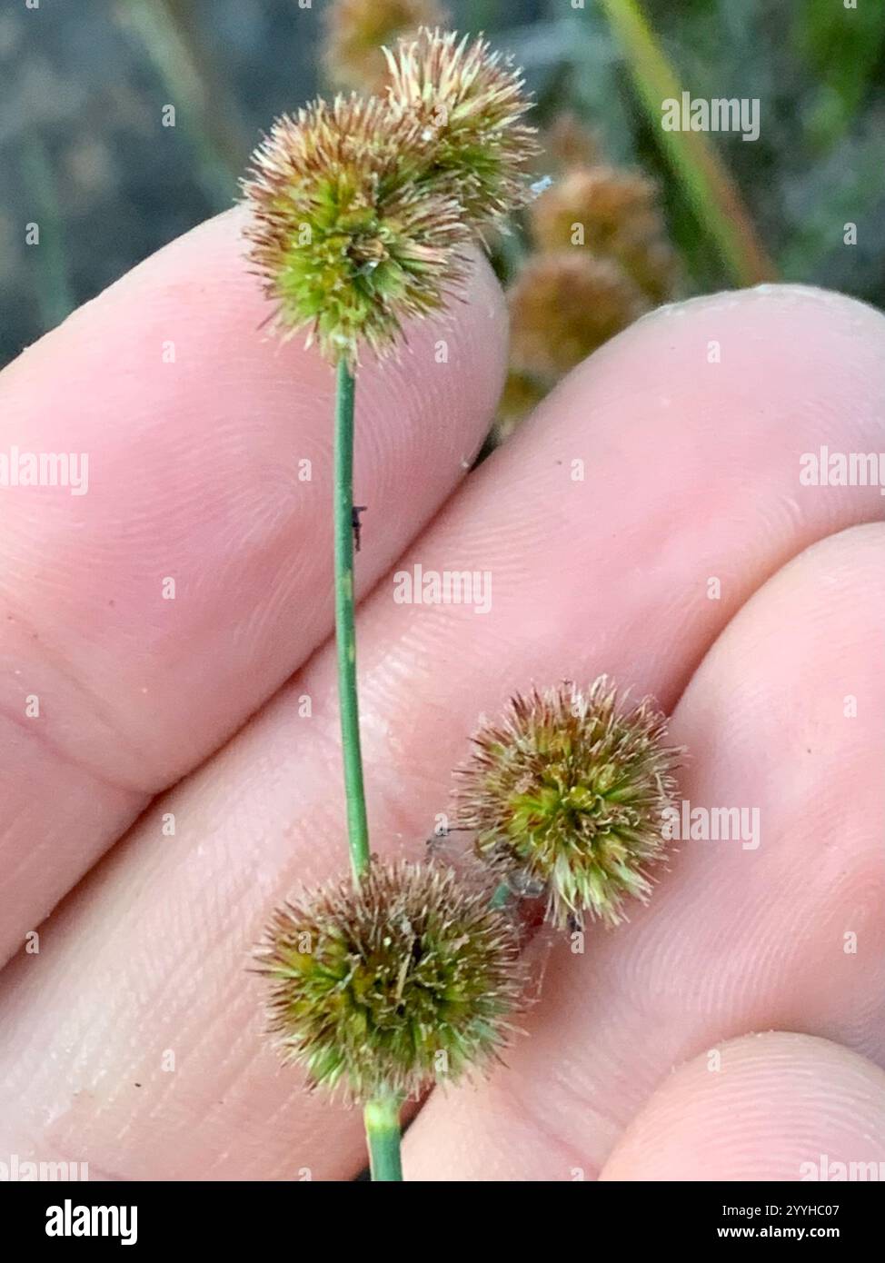 dagger rush (Juncus ensifolius Stock Photo - Alamy