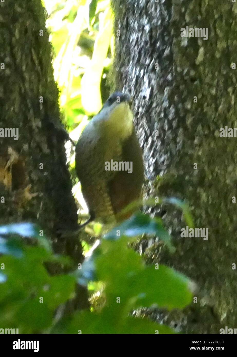 Paradise Riflebird (Ptiloris paradiseus Stock Photo - Alamy