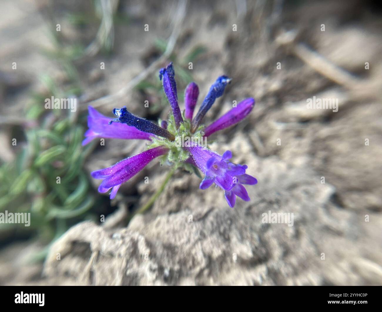 Sierra Beardtongue (Penstemon heterodoxus heterodoxus Stock Photo - Alamy