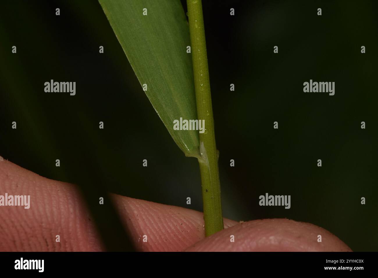 nodding trisetum (Graphephorum cernuum Stock Photo - Alamy