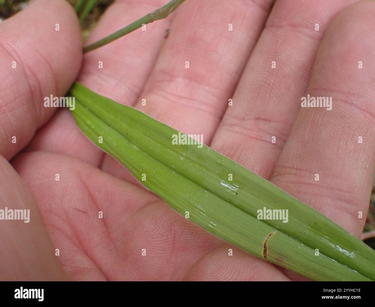 bronze-bells (Anticlea occidentalis Stock Photo - Alamy