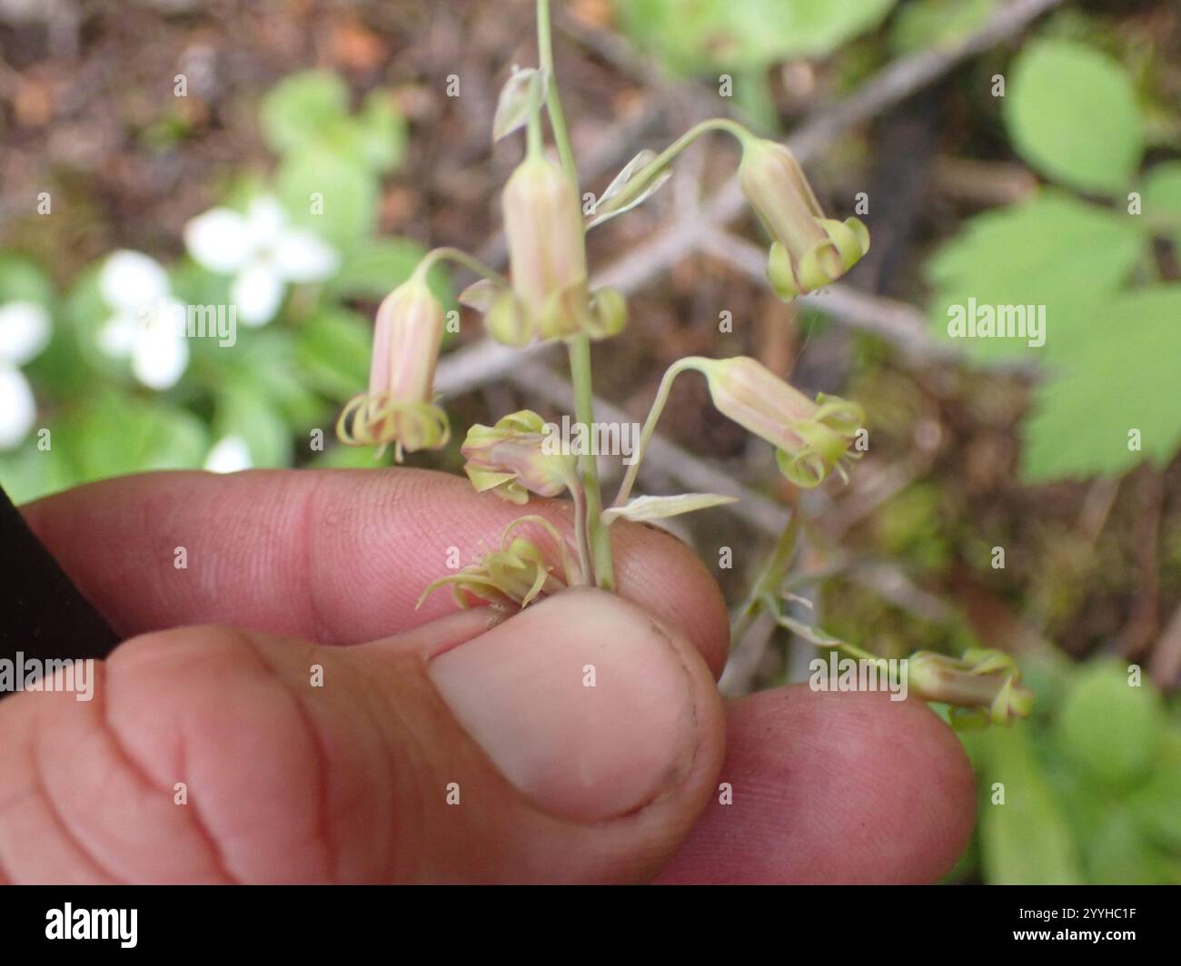 bronze-bells (Anticlea occidentalis Stock Photo - Alamy
