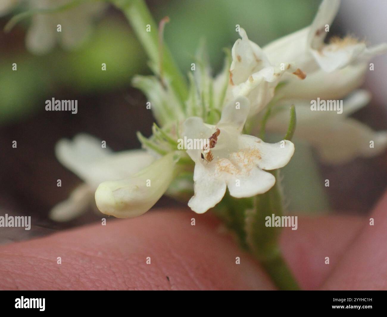 Yellow Beardtongue (Penstemon confertus Stock Photo - Alamy
