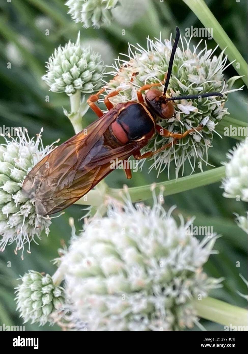 Eastern Cicada-killer Wasp (Sphecius speciosus Stock Photo - Alamy