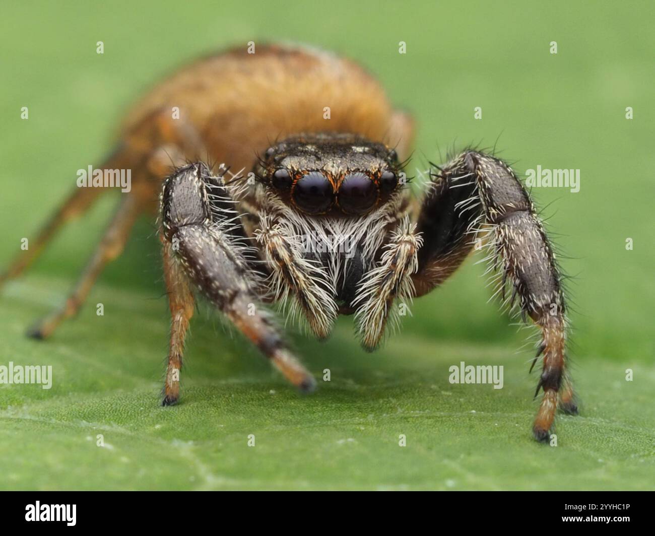 Short-bellied Slender Jumping Spider (Marpissa formosa Stock Photo - Alamy