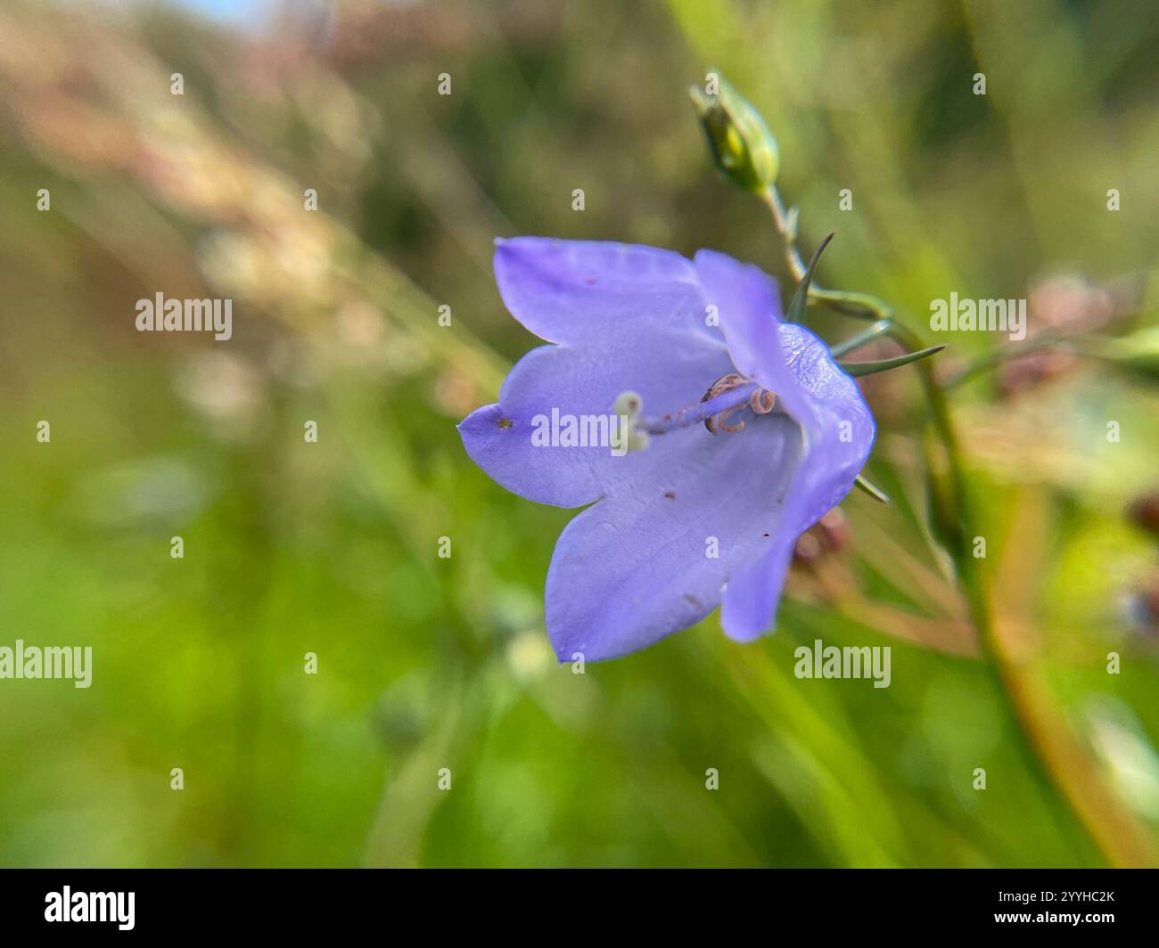 Common Harebell (Campanula rotundifolia Stock Photo - Alamy