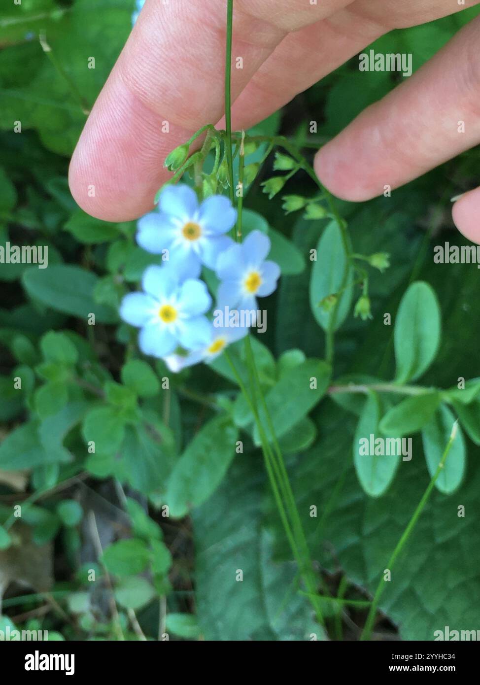 water forget-me-not (Myosotis scorpioides Stock Photo - Alamy