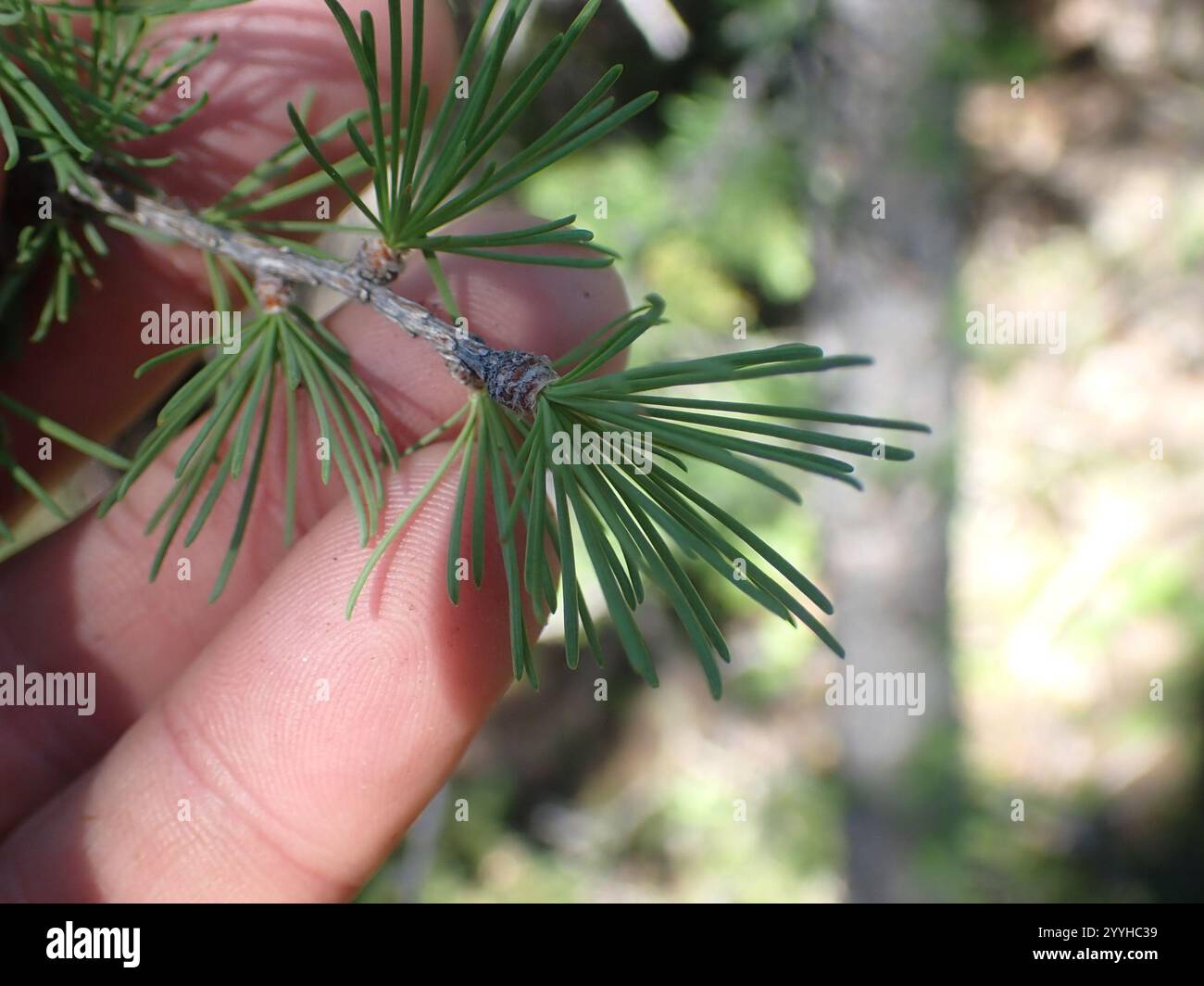 subalpine larch (Larix lyallii Stock Photo - Alamy