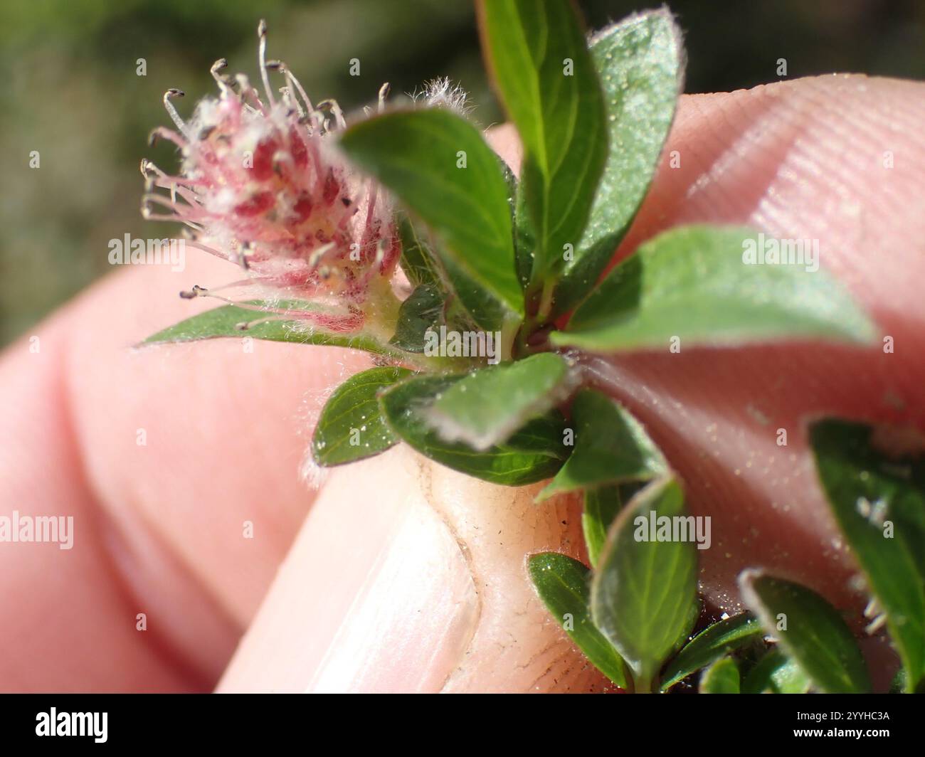 arctic willow (Salix arctica Stock Photo - Alamy