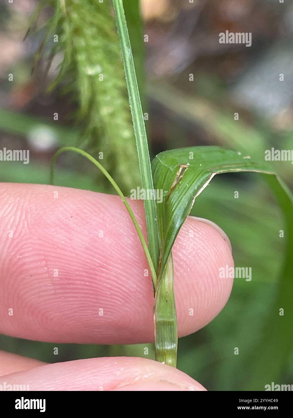 nodding sedge (Carex gynandra Stock Photo - Alamy