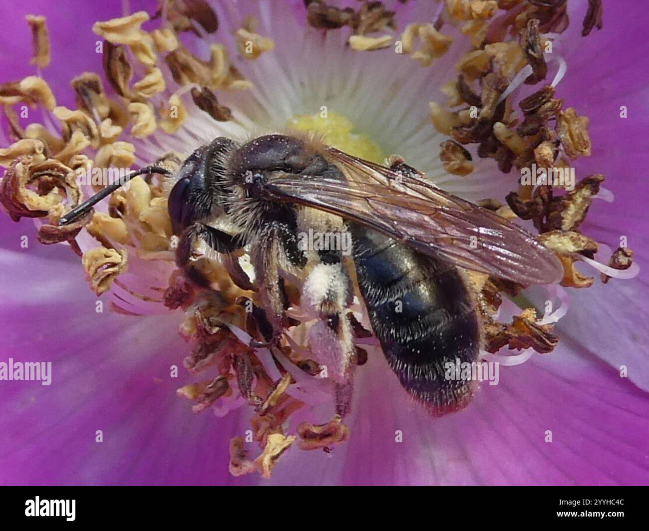 Mining Bees (Andrena Stock Photo - Alamy