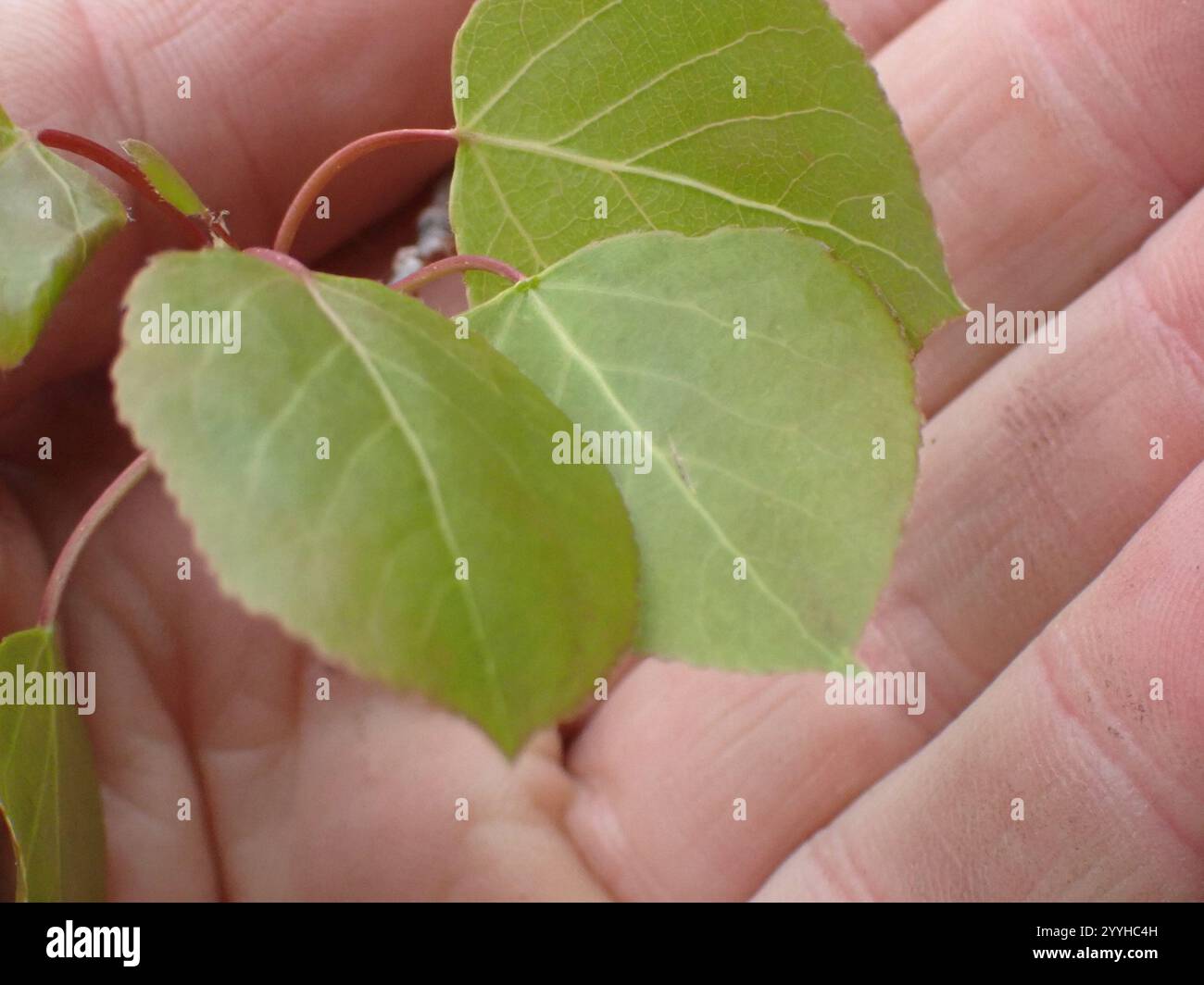 quaking aspen (Populus tremuloides Stock Photo - Alamy