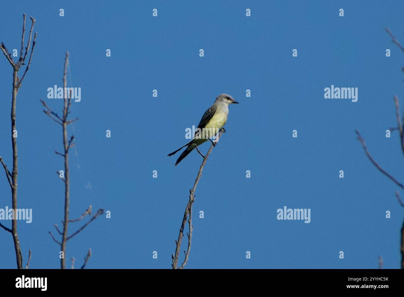 Western Kingbird (Tyrannus verticalis Stock Photo - Alamy
