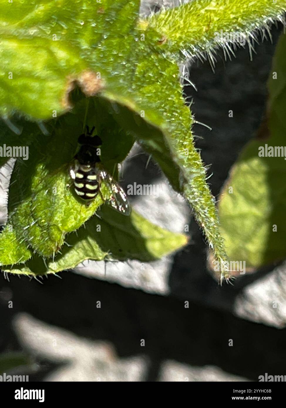 Large-tailed Aphideater (Eupeodes volucris Stock Photo - Alamy