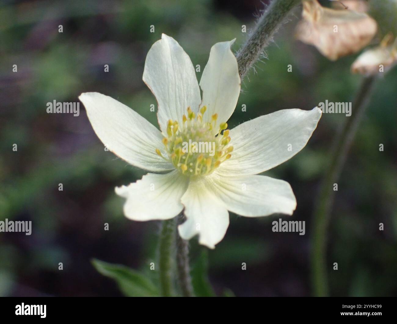 Cutleaf anemone anemone multifida hi-res stock photography and images ...
