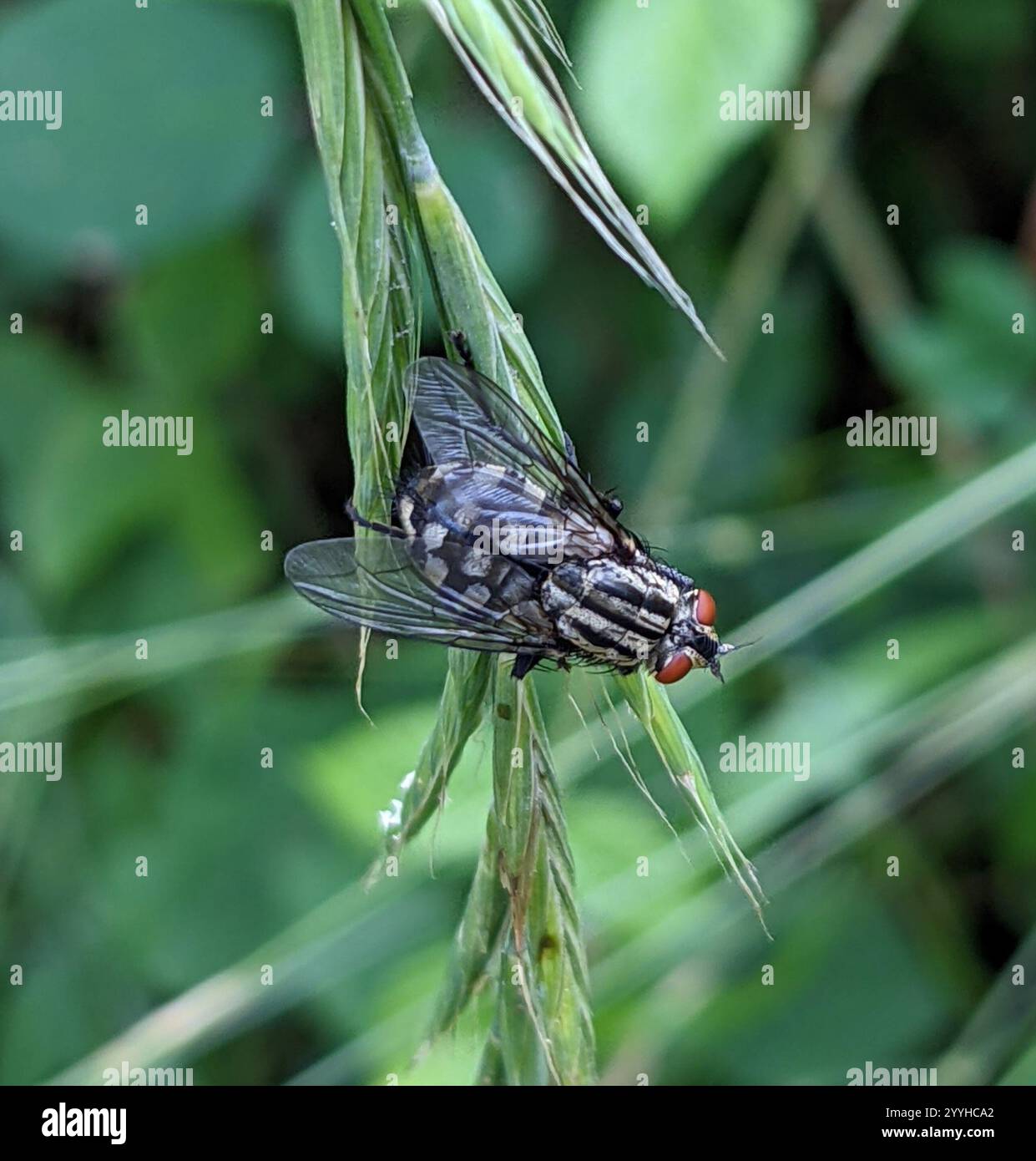 Common Flesh Flies (Sarcophaga Stock Photo - Alamy