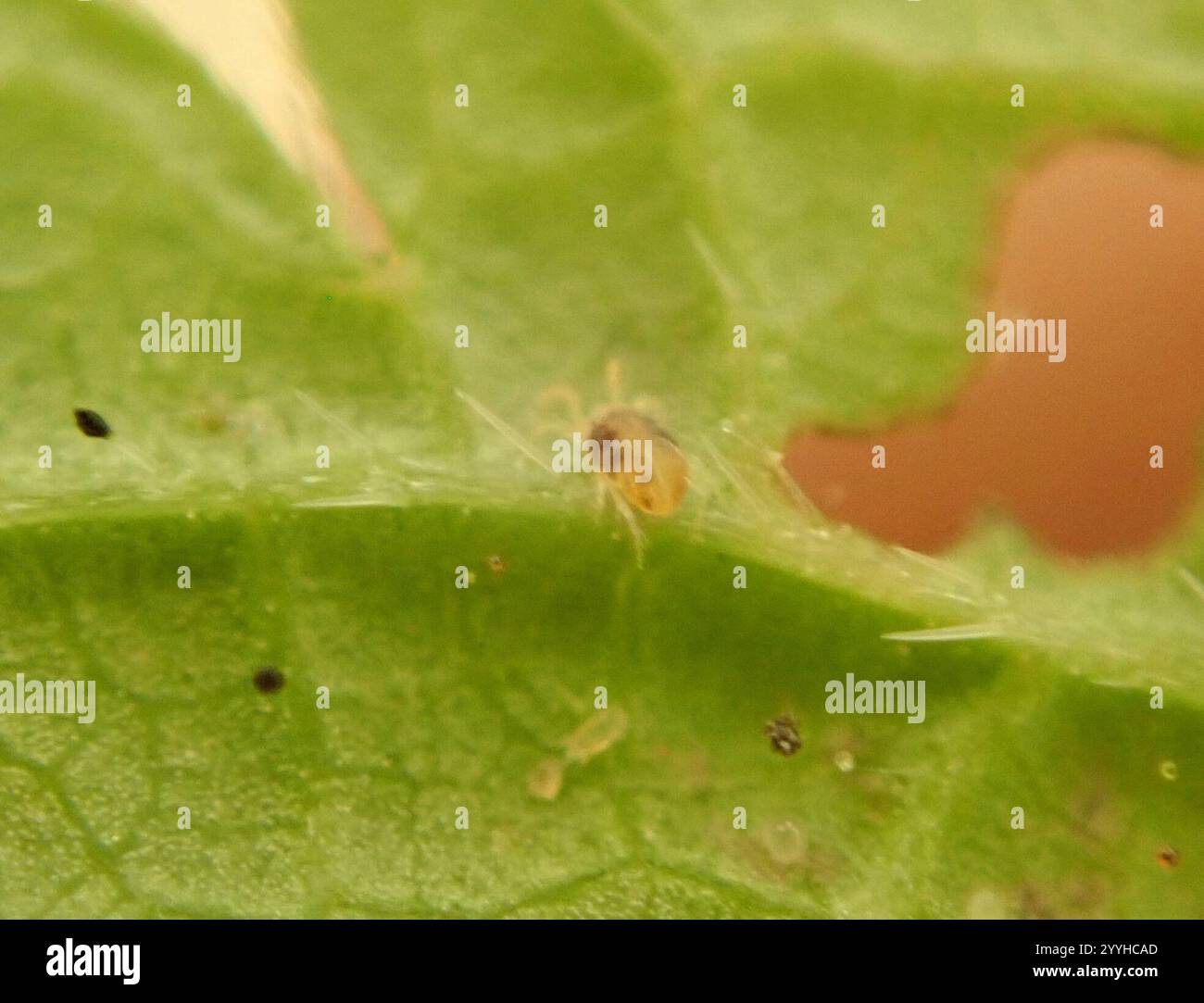 Twospotted Spider Mite (Tetranychus urticae Stock Photo - Alamy