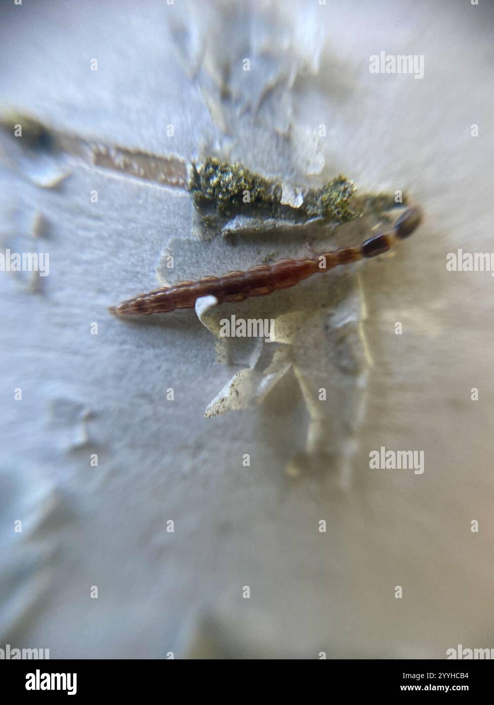 Raphidiid Snakeflies (Raphidiidae Stock Photo - Alamy