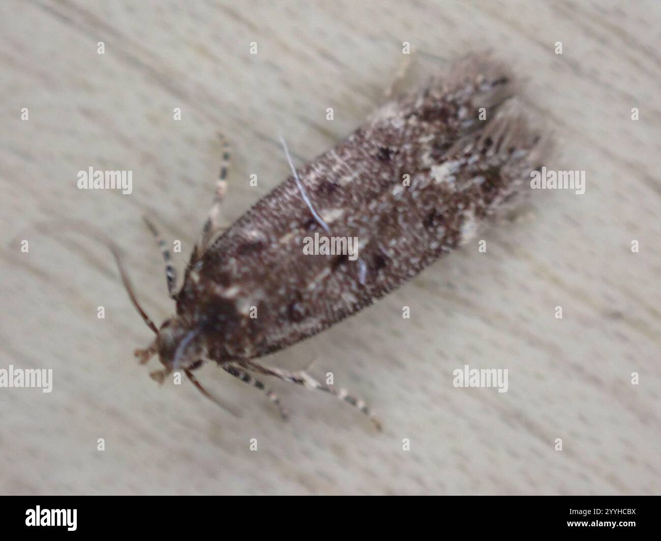 Dark Groundling (Bryotropha affinis Stock Photo - Alamy