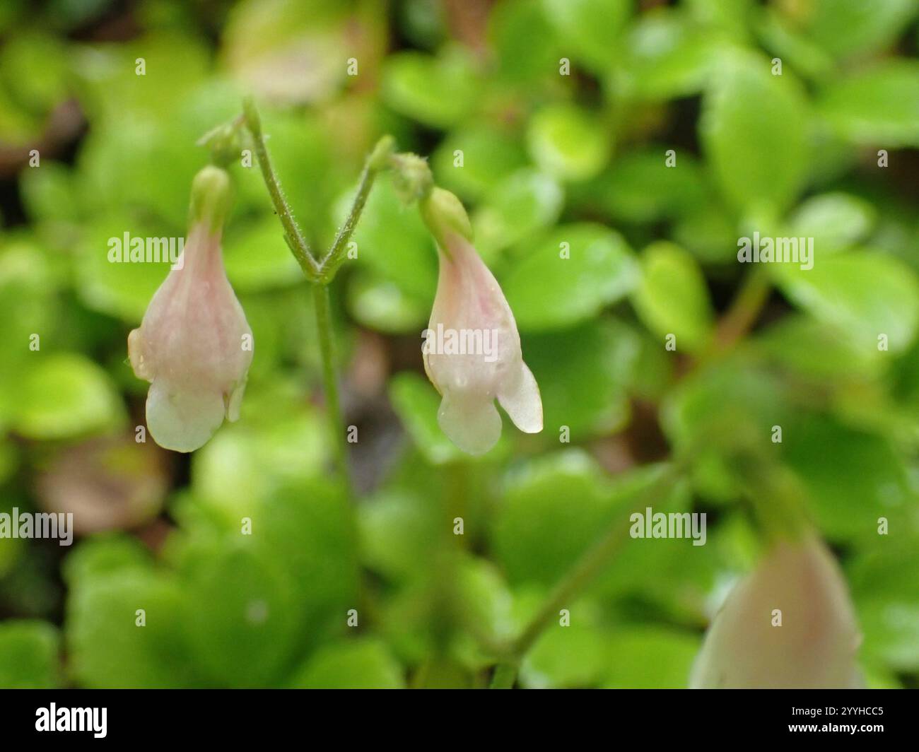Twinflower (Linnaea borealis Stock Photo - Alamy