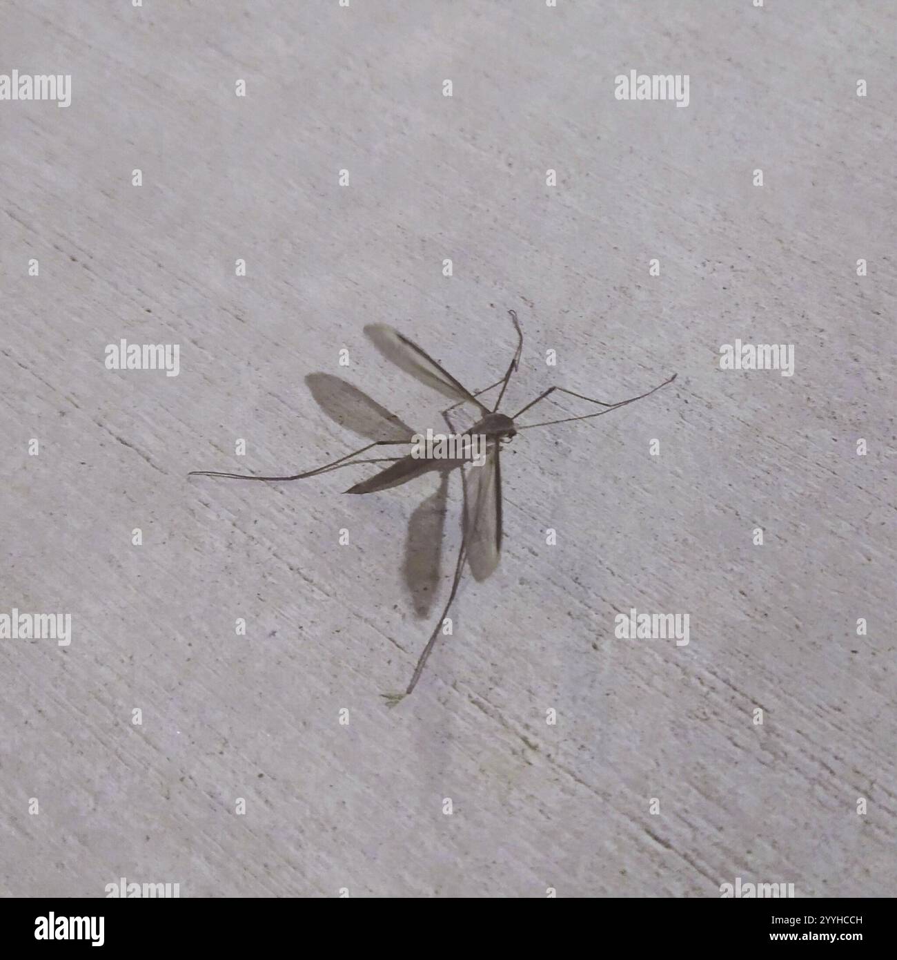 Typical Crane Flies (Tipuloidea Stock Photo - Alamy