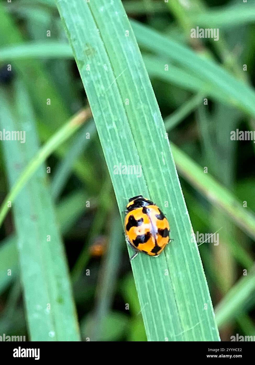 Small Transverse Ladybird Beetle (Coccinella transversalis Stock Photo ...