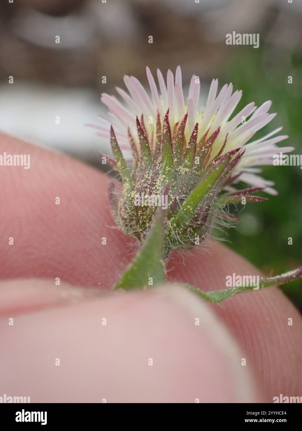Subalpine Fleabane (Erigeron glacialis Stock Photo - Alamy
