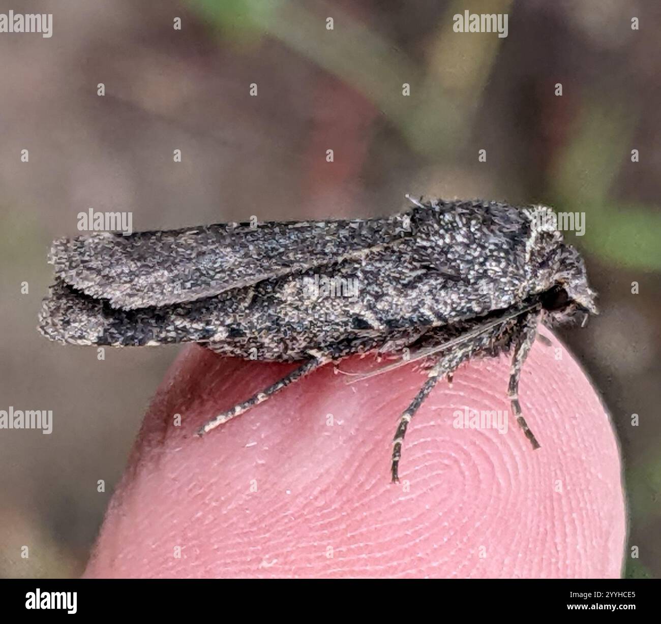 Cutworms and Dart Moths (Noctuinae Stock Photo - Alamy
