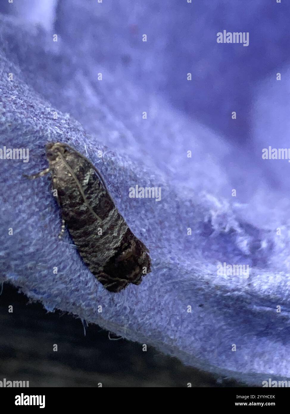 Codling Moth (Cydia pomonella Stock Photo - Alamy