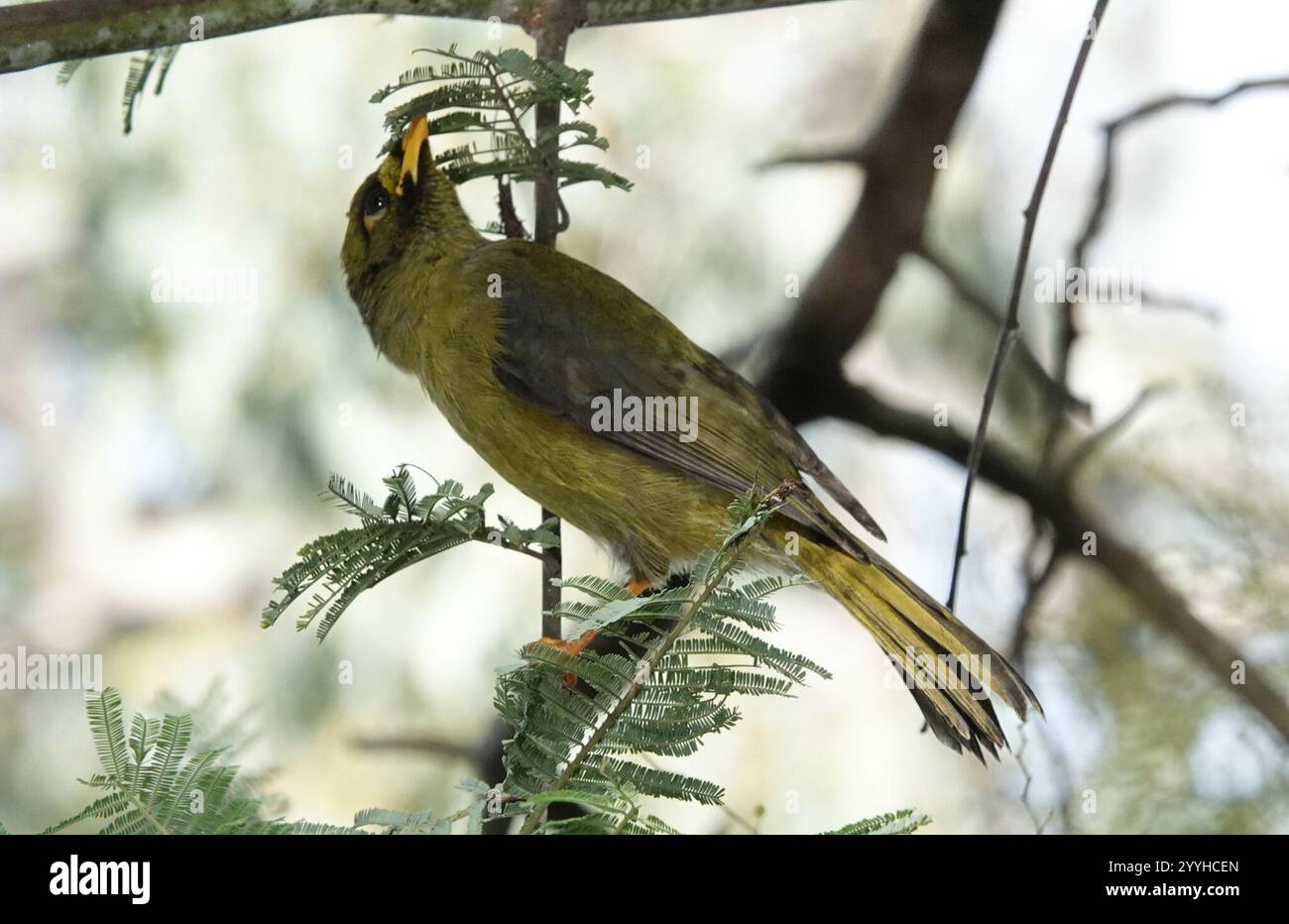 Bell Miner (Manorina melanophrys Stock Photo - Alamy