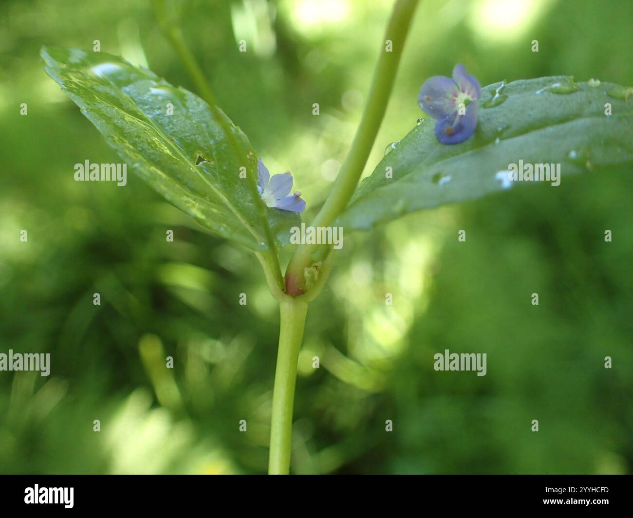 American brooklime hi-res stock photography and images - Alamy