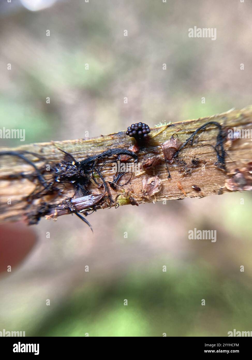 Wasp's Nest Slime Mold (Metatrichia vesparia Stock Photo - Alamy
