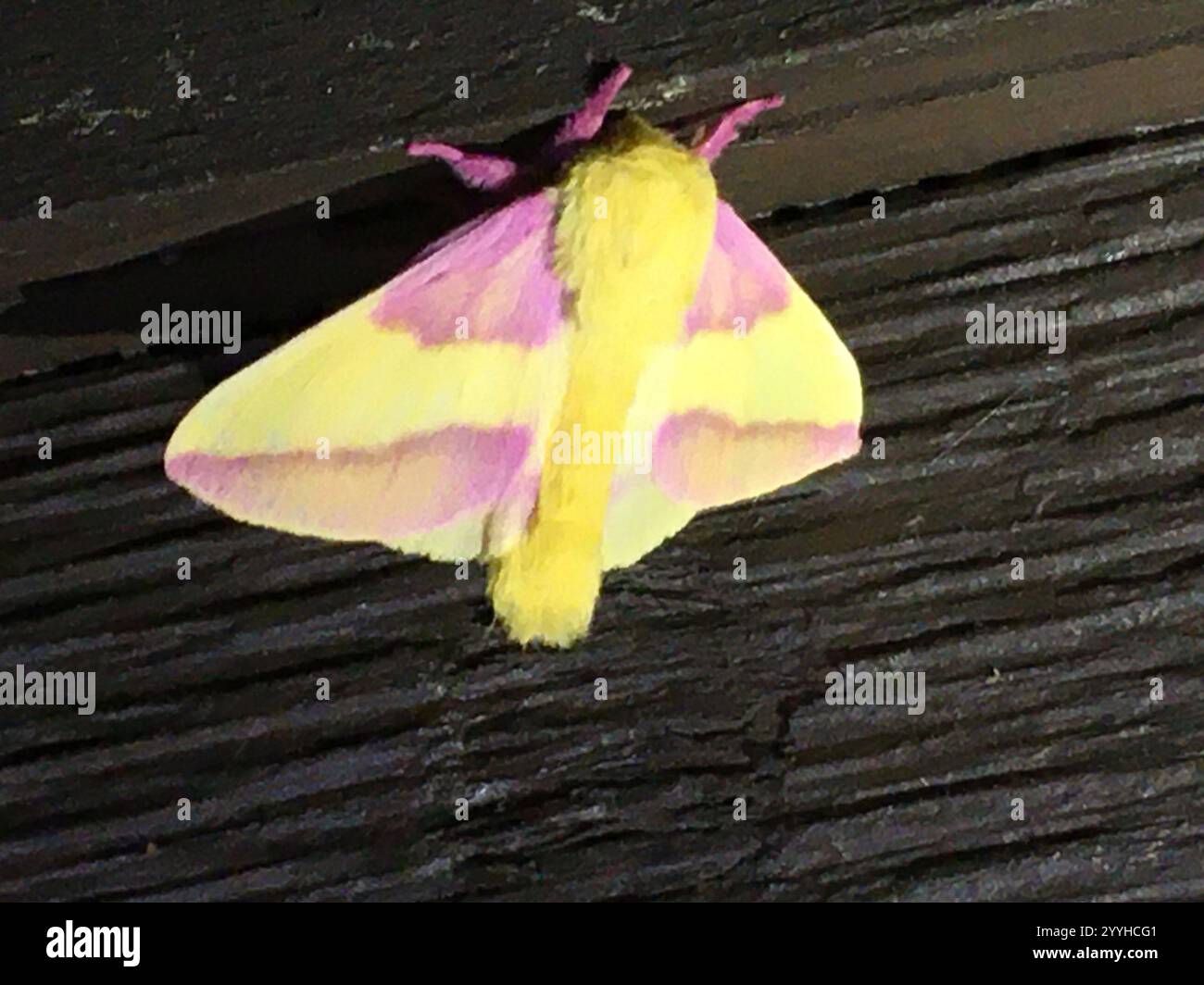 Rosy Maple Moth (Dryocampa rubicunda Stock Photo - Alamy