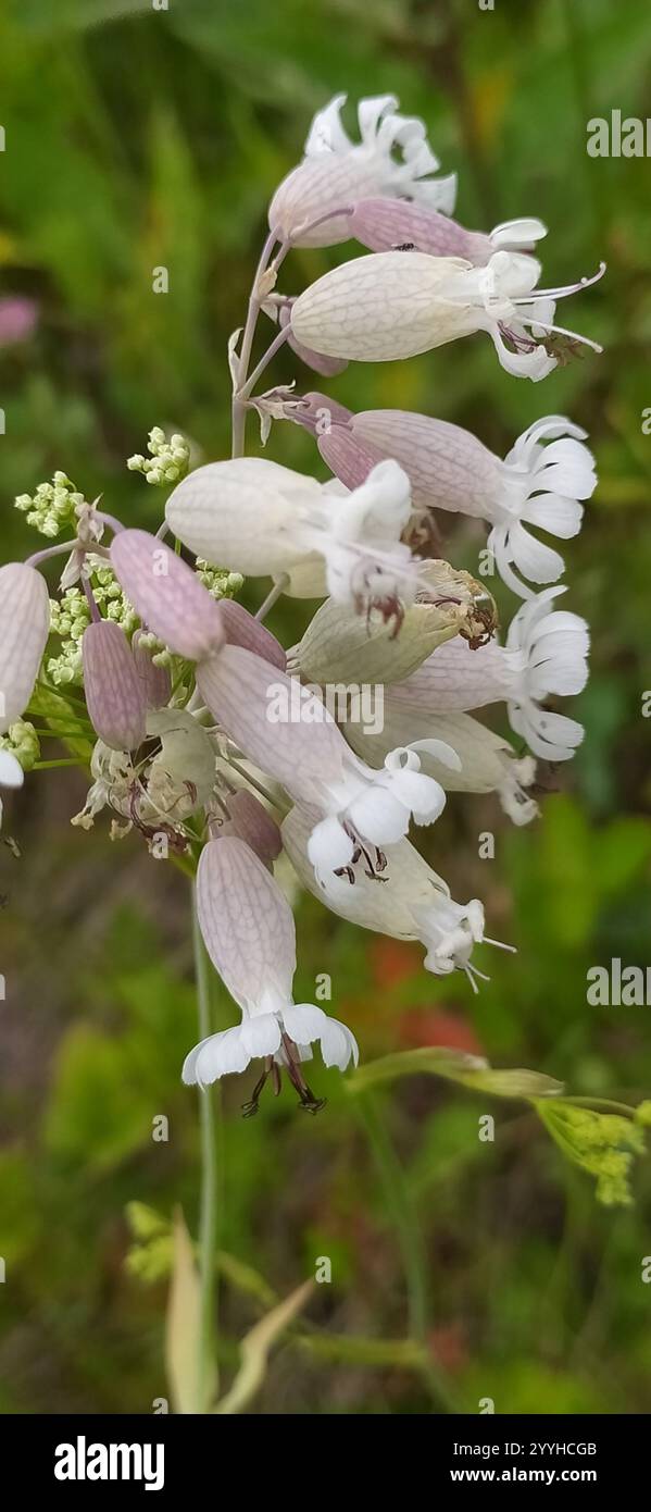 bladder campion (Silene vulgaris Stock Photo - Alamy