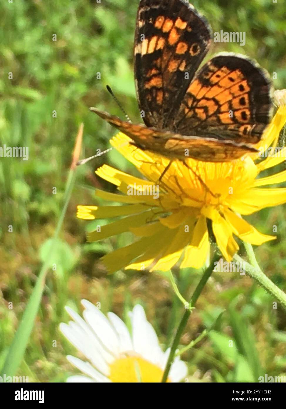 Northern Crescent (Phyciodes cocyta Stock Photo - Alamy