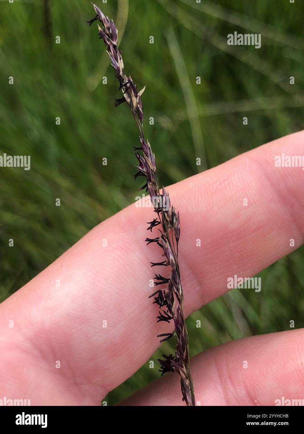 Purple moor grass (Molinia caerulea Stock Photo - Alamy